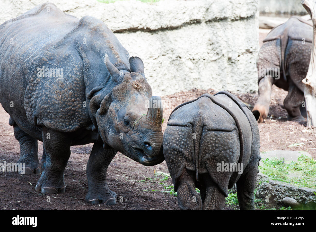 Sad rhino hi-res stock photography and images - Alamy