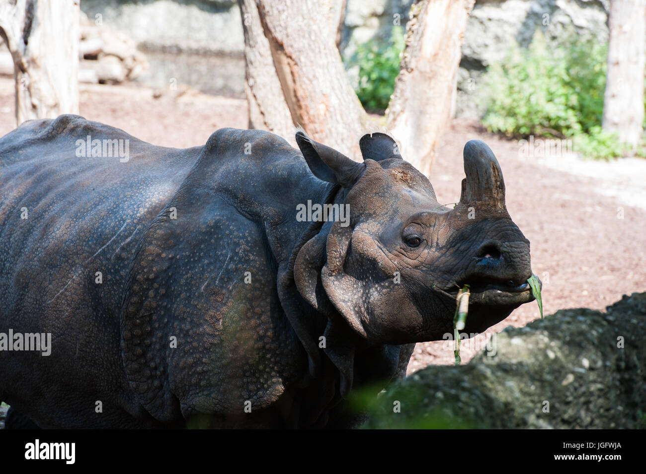 Sad rhino hi-res stock photography and images - Alamy