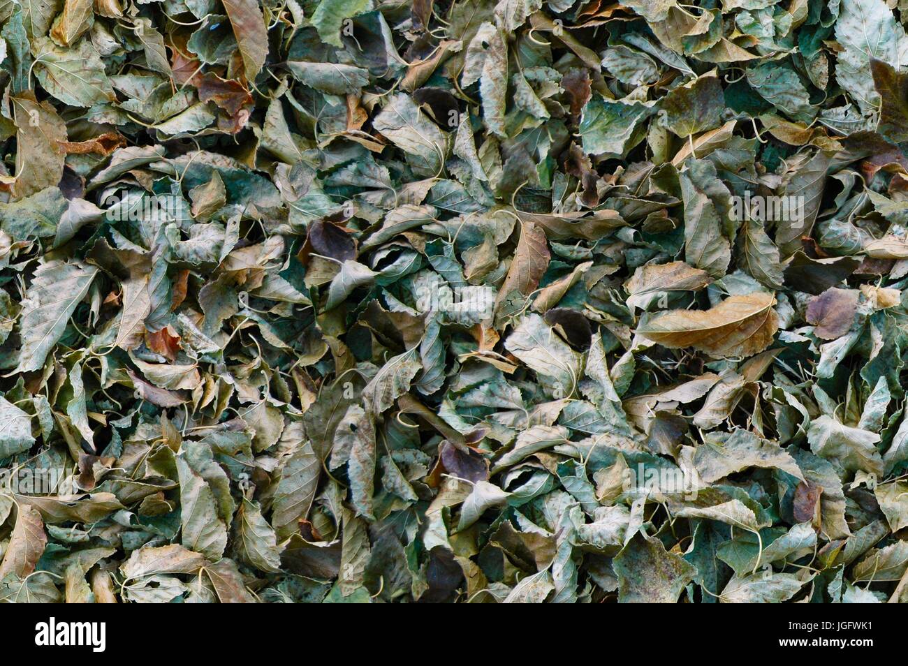 Dead dried leaves hi-res stock photography and images - Alamy