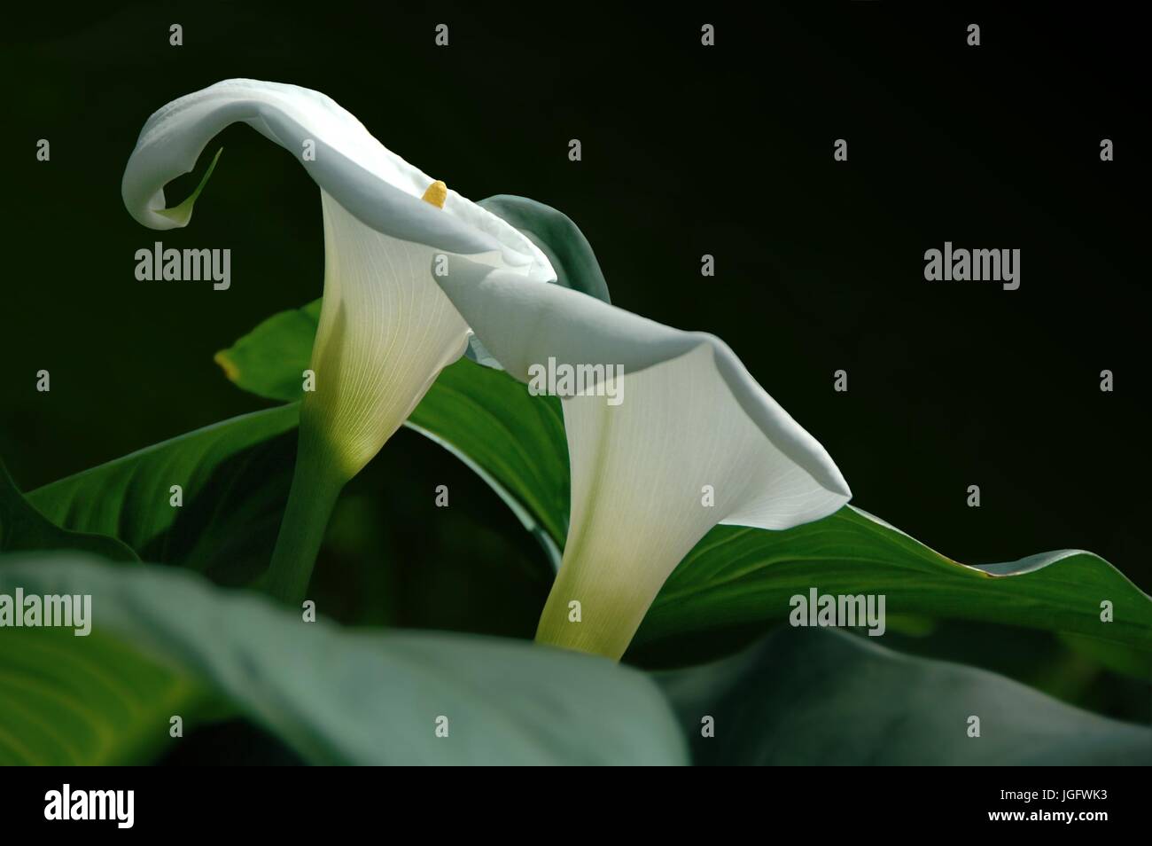 Mediterranean Lily High Resolution Stock Photography and Images - Alamy