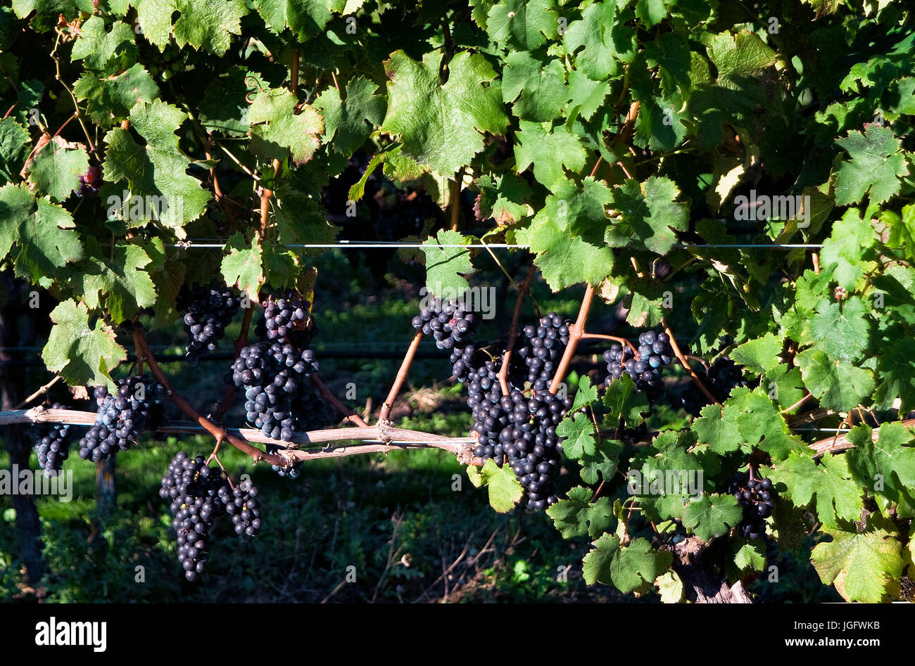 Grapes growing in a vineyard, Cape Cod, Massachusetts, USA Stock Photo ...