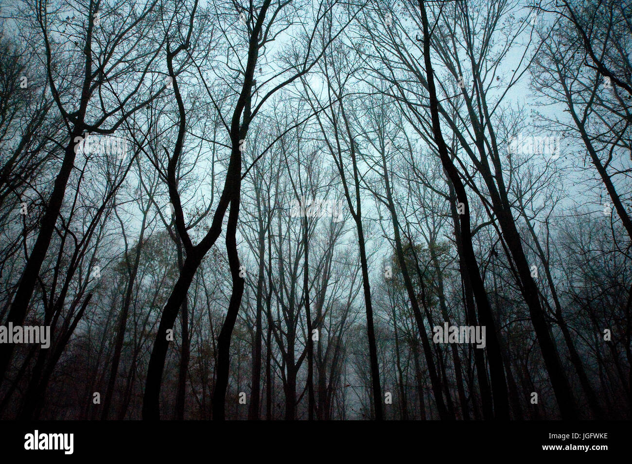 Moody winter forest Stock Photo - Alamy