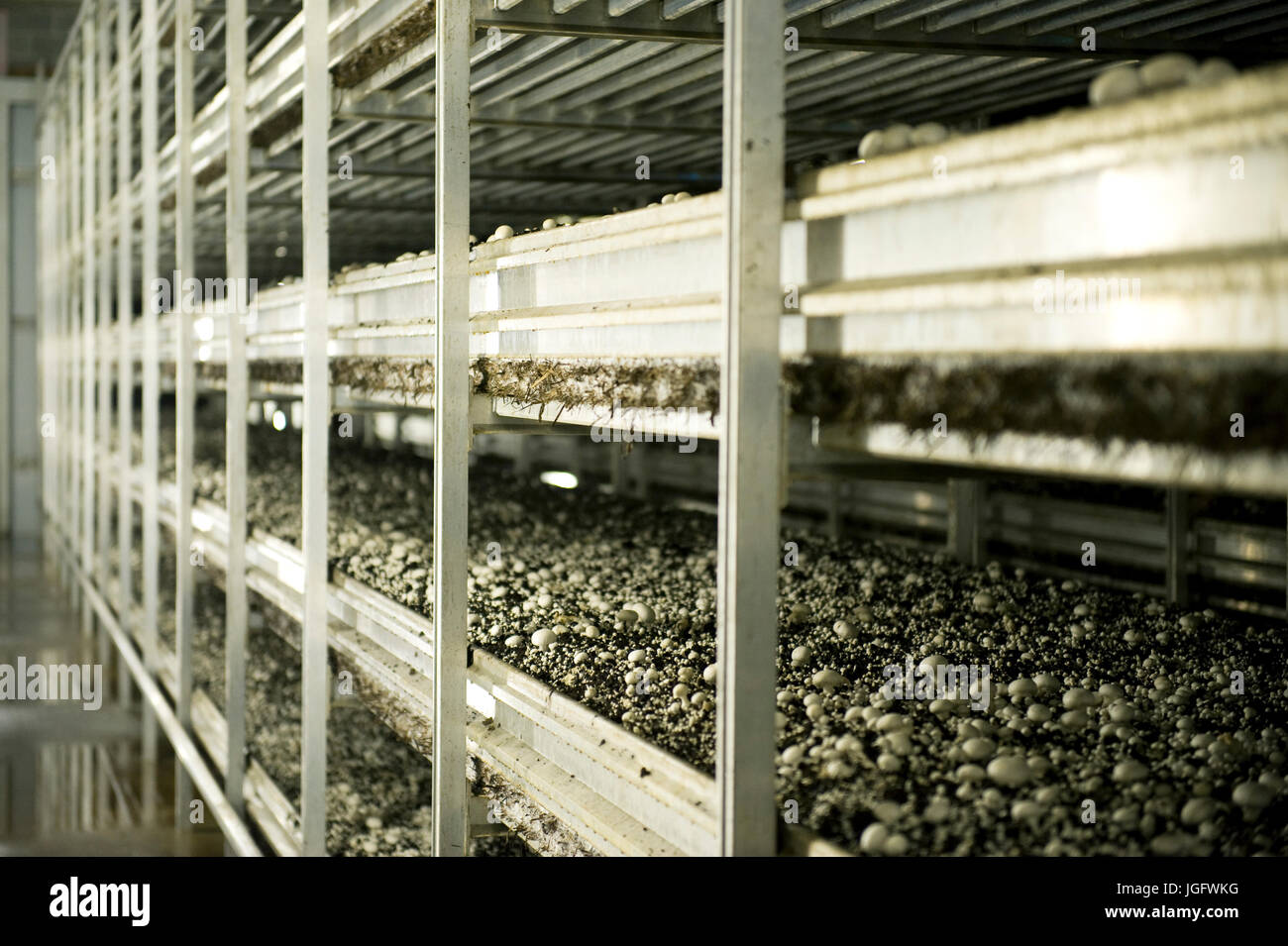 Mushroom house growing white button caps, Kennet Square, Pennsylvania ...