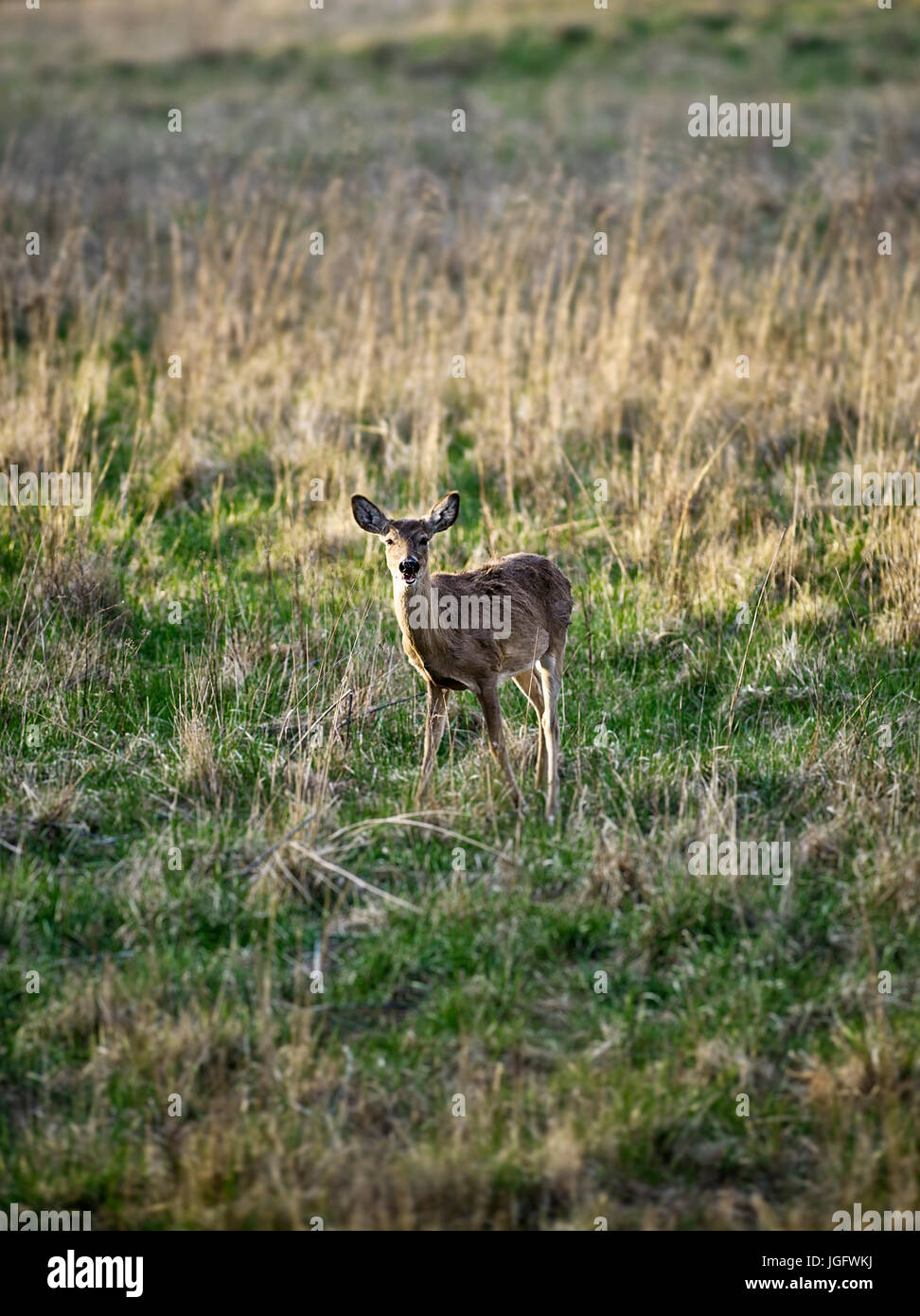 Pennsylvania wildlife deer hi-res stock photography and images - Alamy