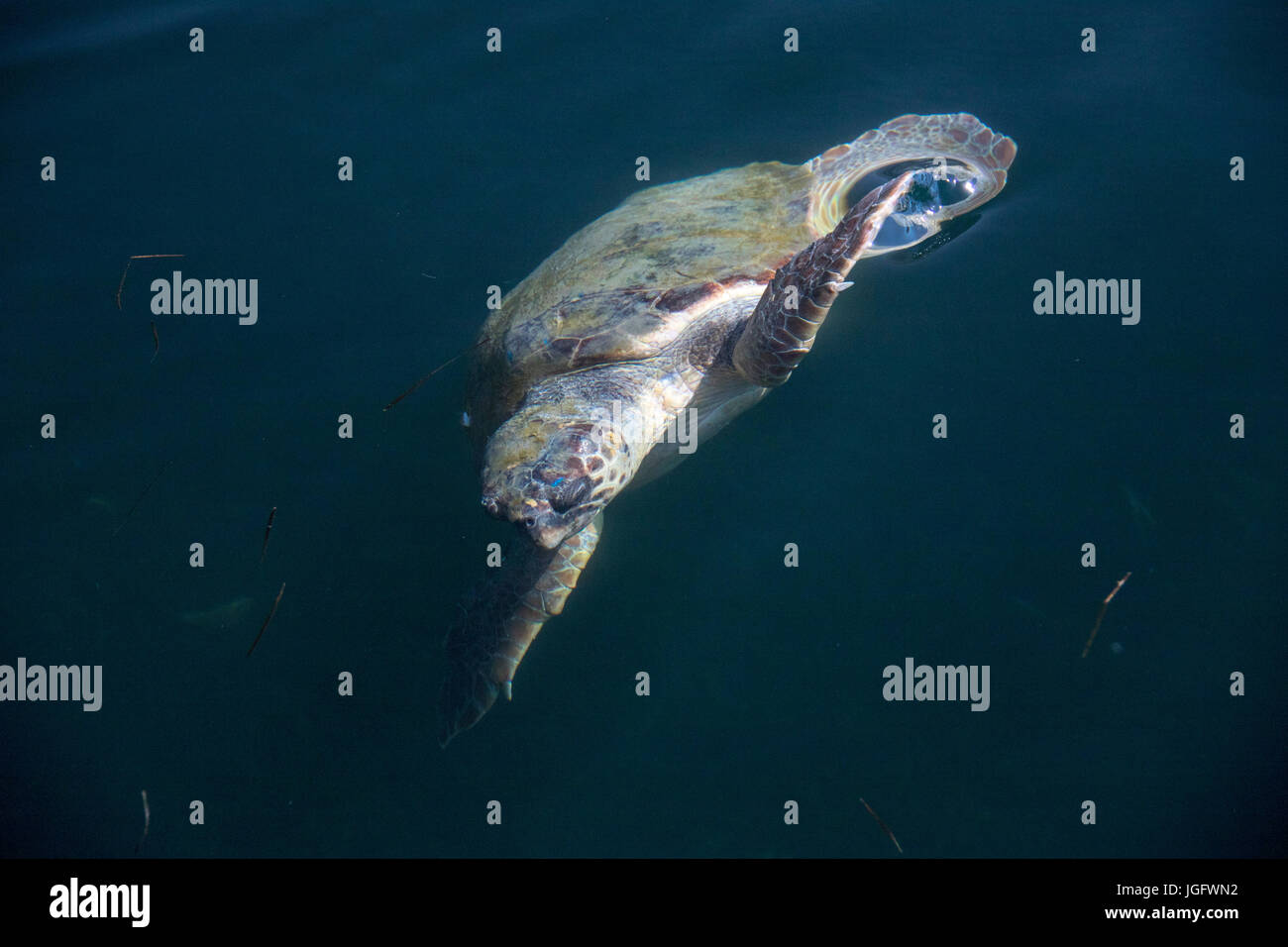 Drapano bridge argostoli kefalonia hi-res stock photography and images ...