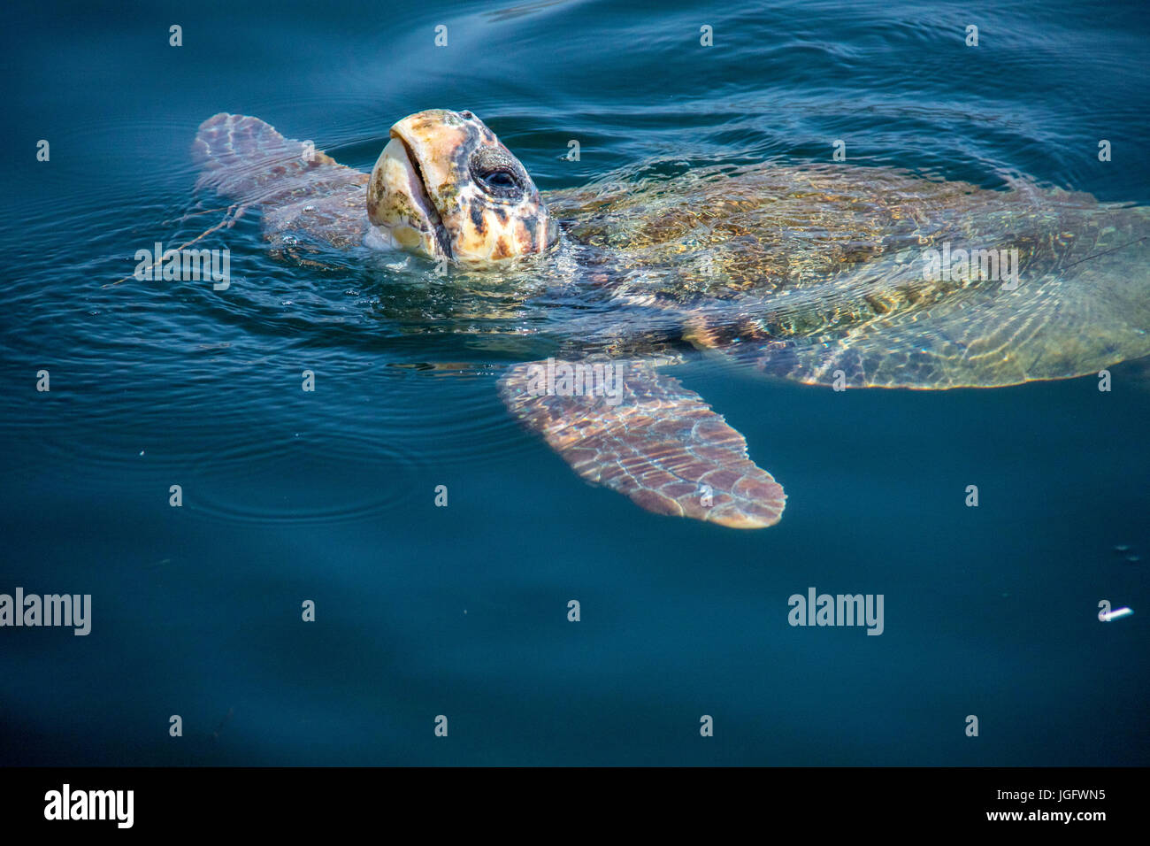 Drapano bridge argostoli kefalonia hi-res stock photography and images ...