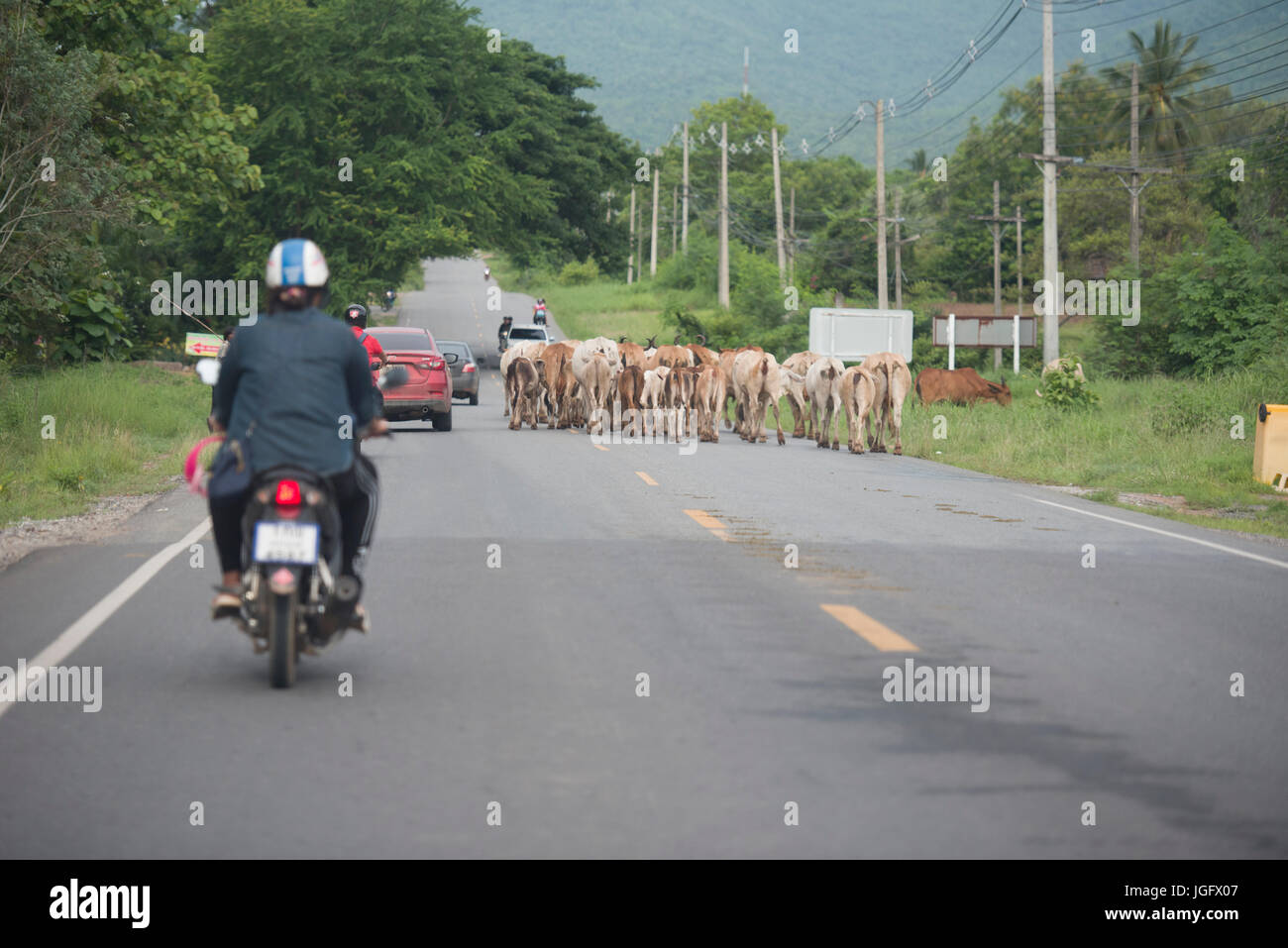 Cows hurting in road Stock Photo - Alamy