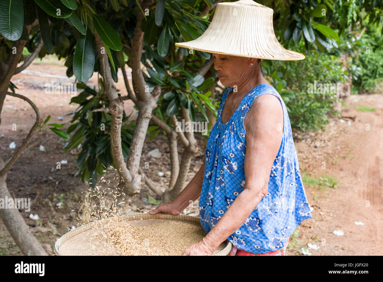 Traditional Method Of Rice Farming Stock Photos & Traditional Method Of ...