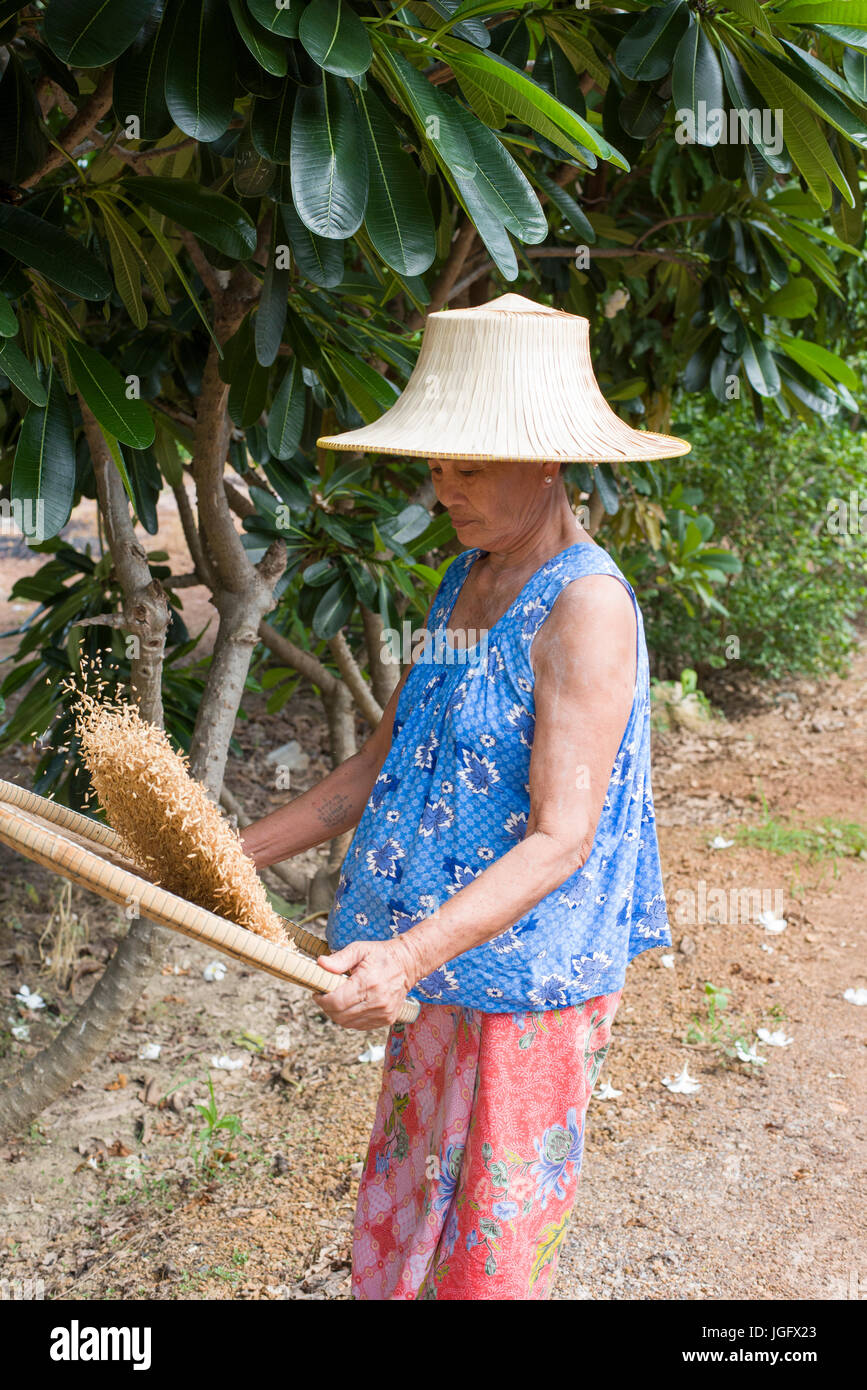 Traditional Method Of Rice Farming Stock Photos & Traditional Method Of ...