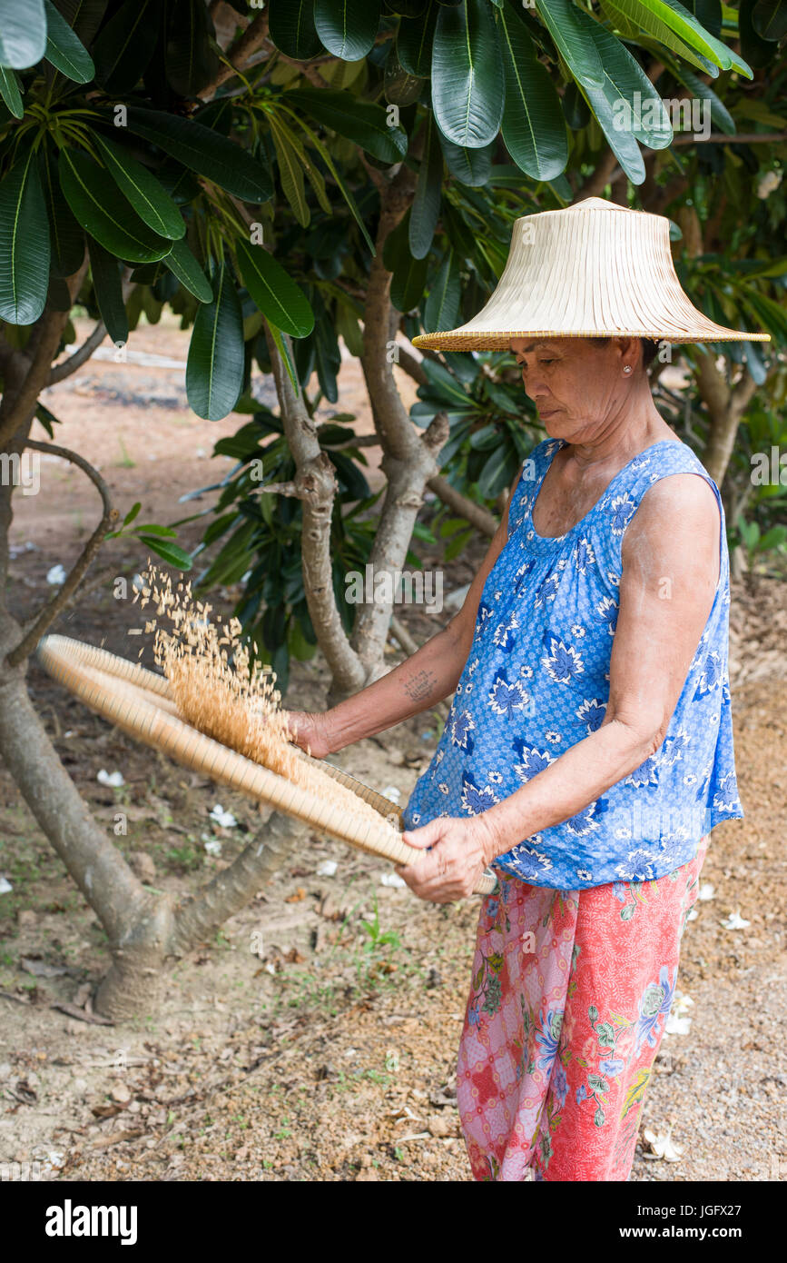 Traditional Method Of Rice Farming Stock Photos & Traditional Method Of ...