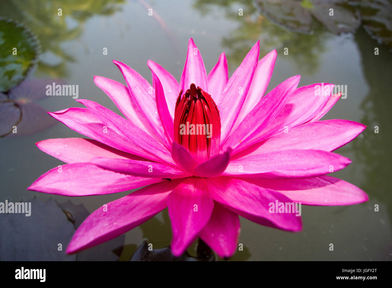 Lotus flower plant hi-res stock photography and images - Alamy