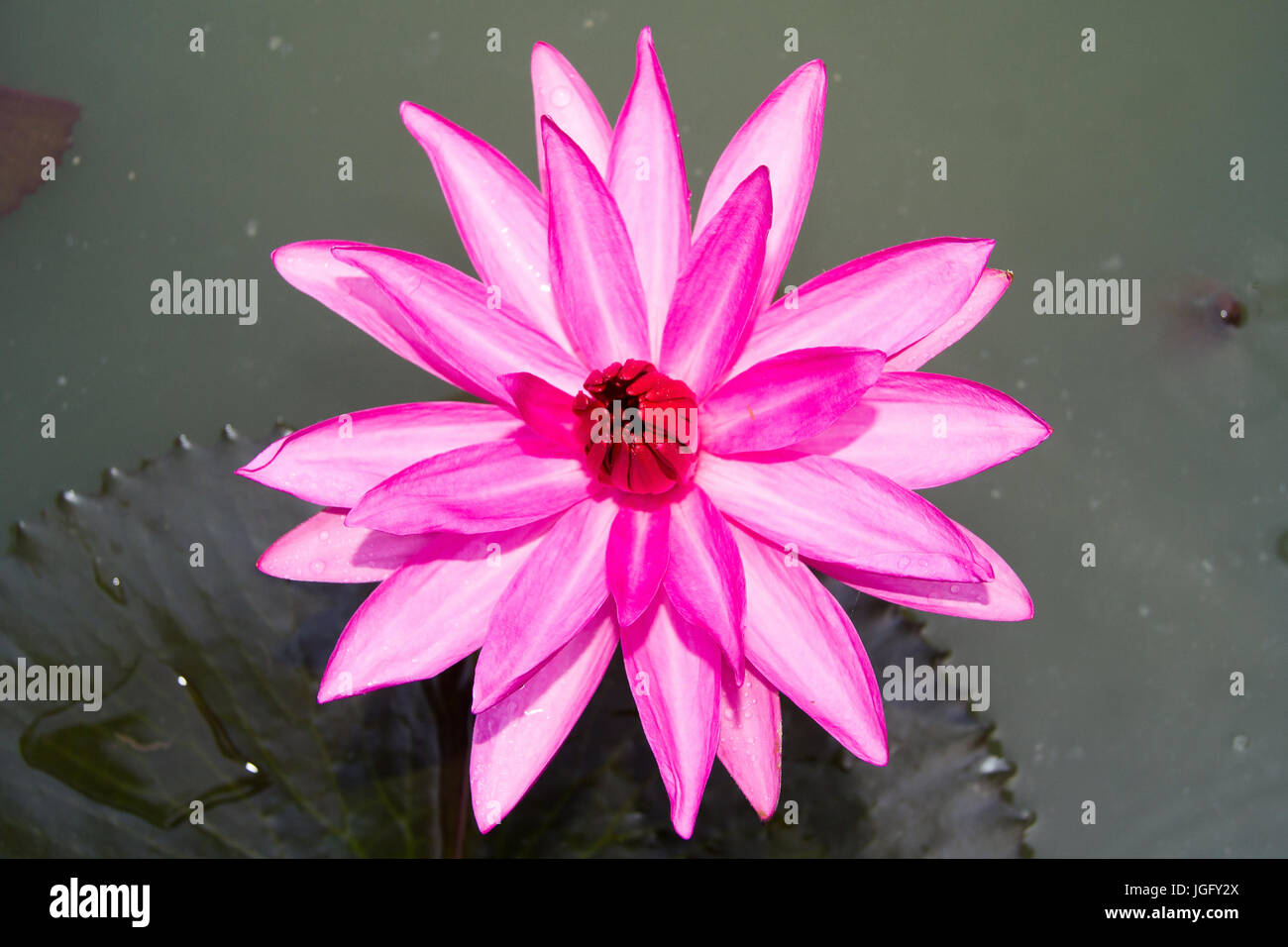 Red lotus lake kumphawapi hi-res stock photography and images - Alamy