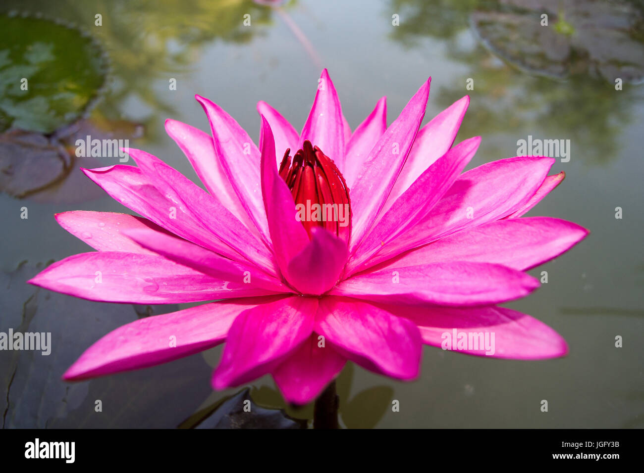 Red lotus lake kumphawapi hi-res stock photography and images - Alamy