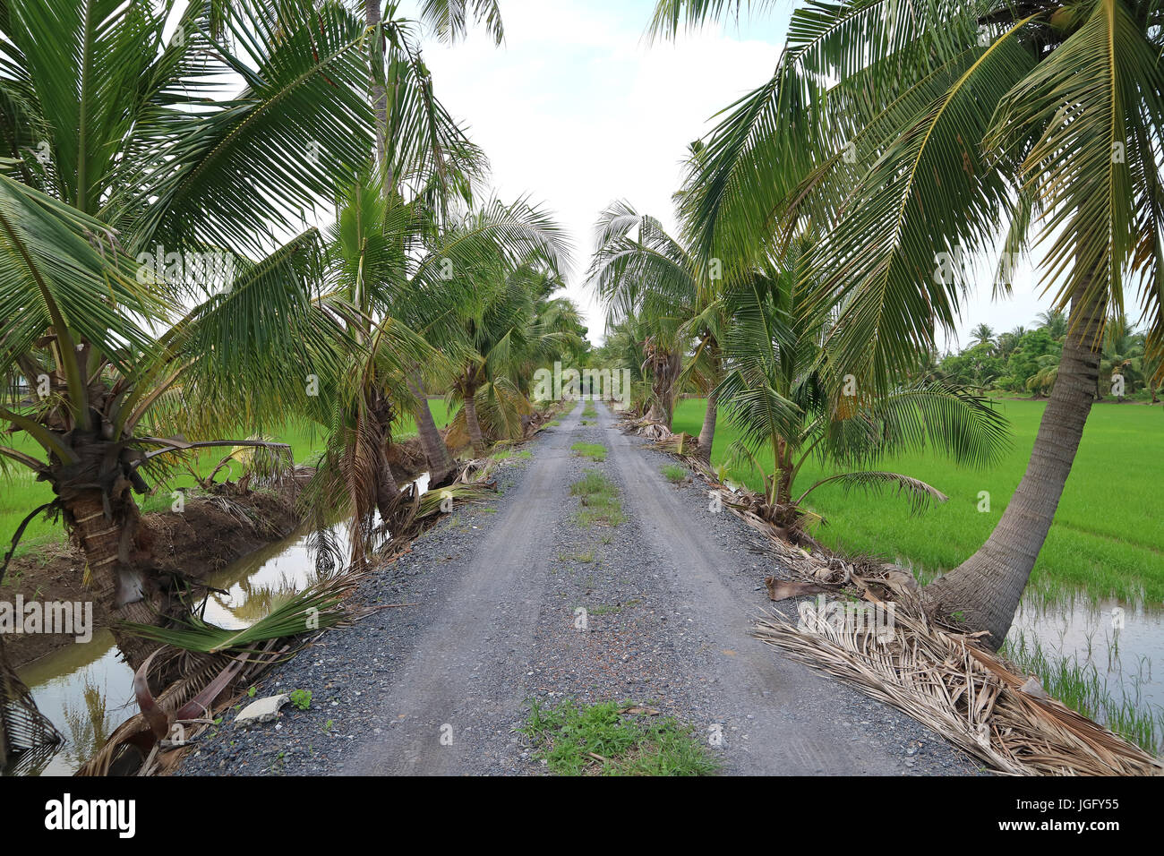 Coconut trees along the road leads to the countryside village, Thailand ...