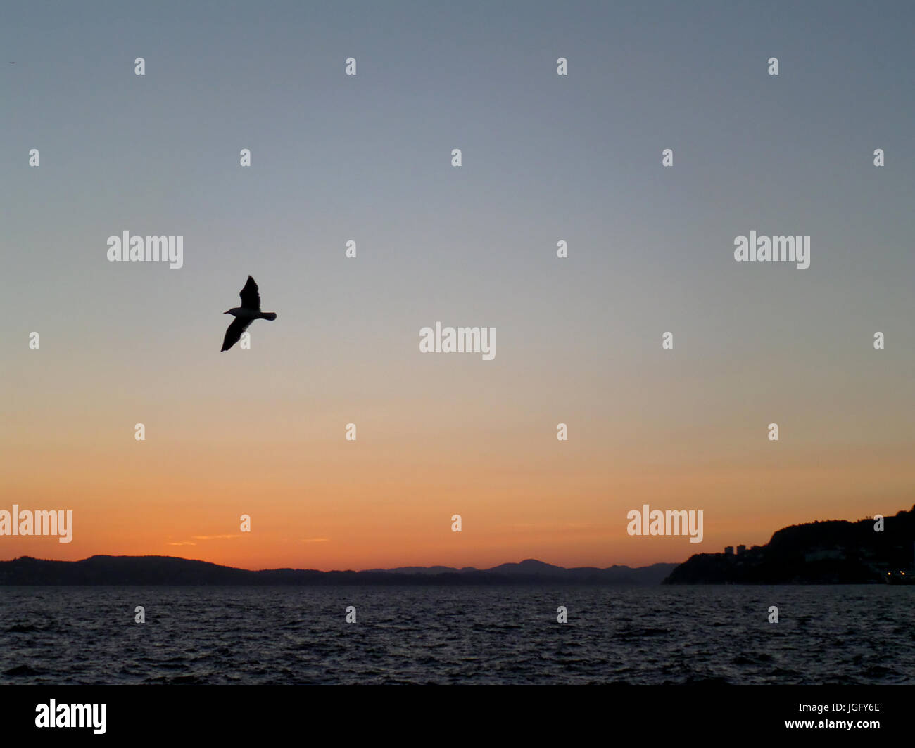 Bird flying against midnight sunset sky over the North Sea, Bergen ...