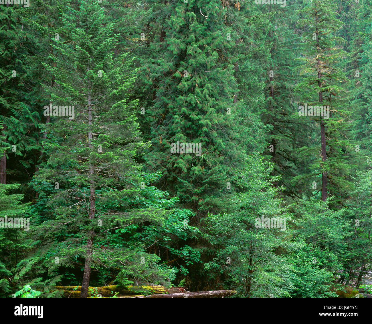 USA, Oregon, Willamette National Forest, Middle Santiam Wilderness, Old ...