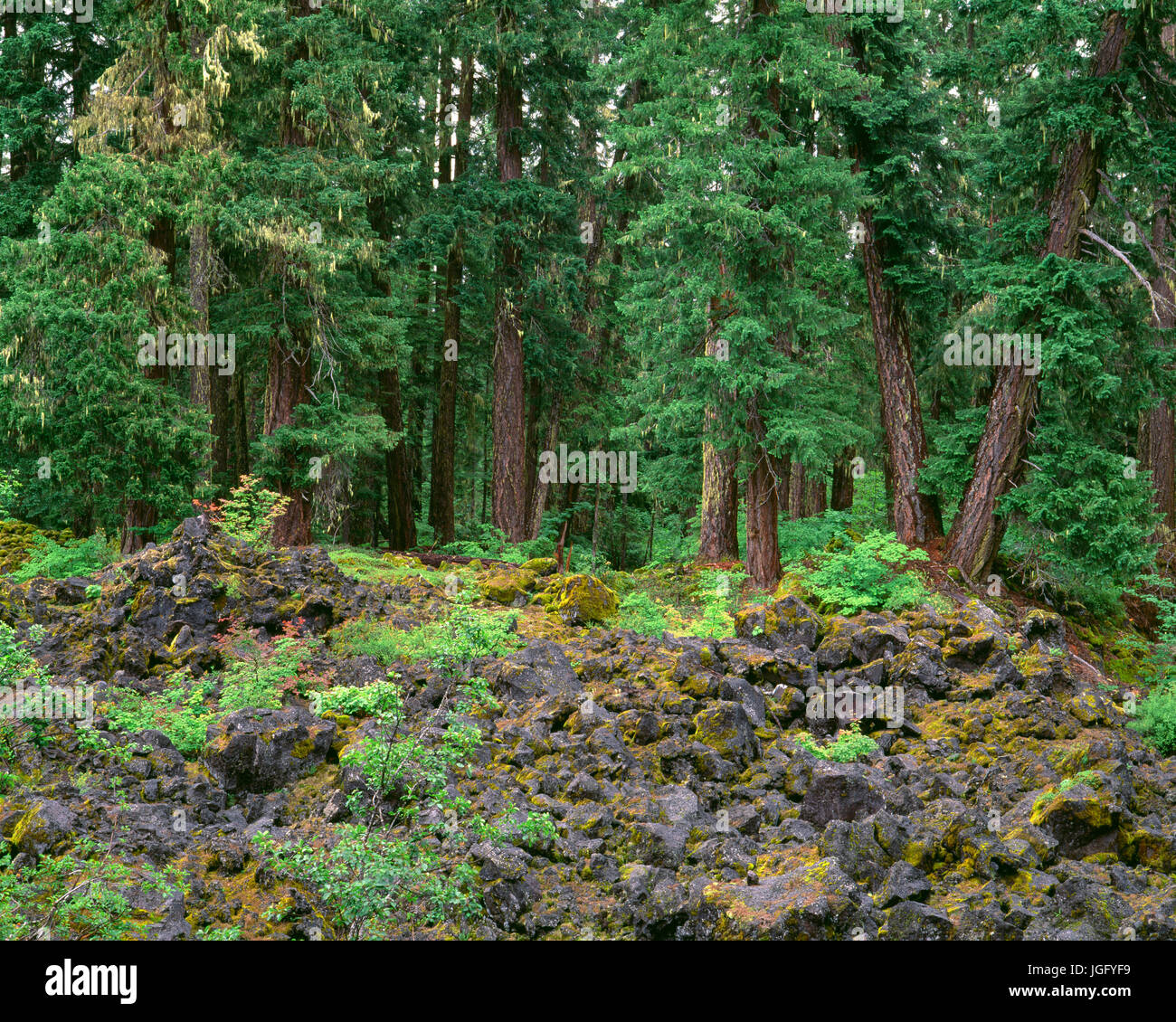 Rugged oregon douglas fir forest hi-res stock photography and images ...