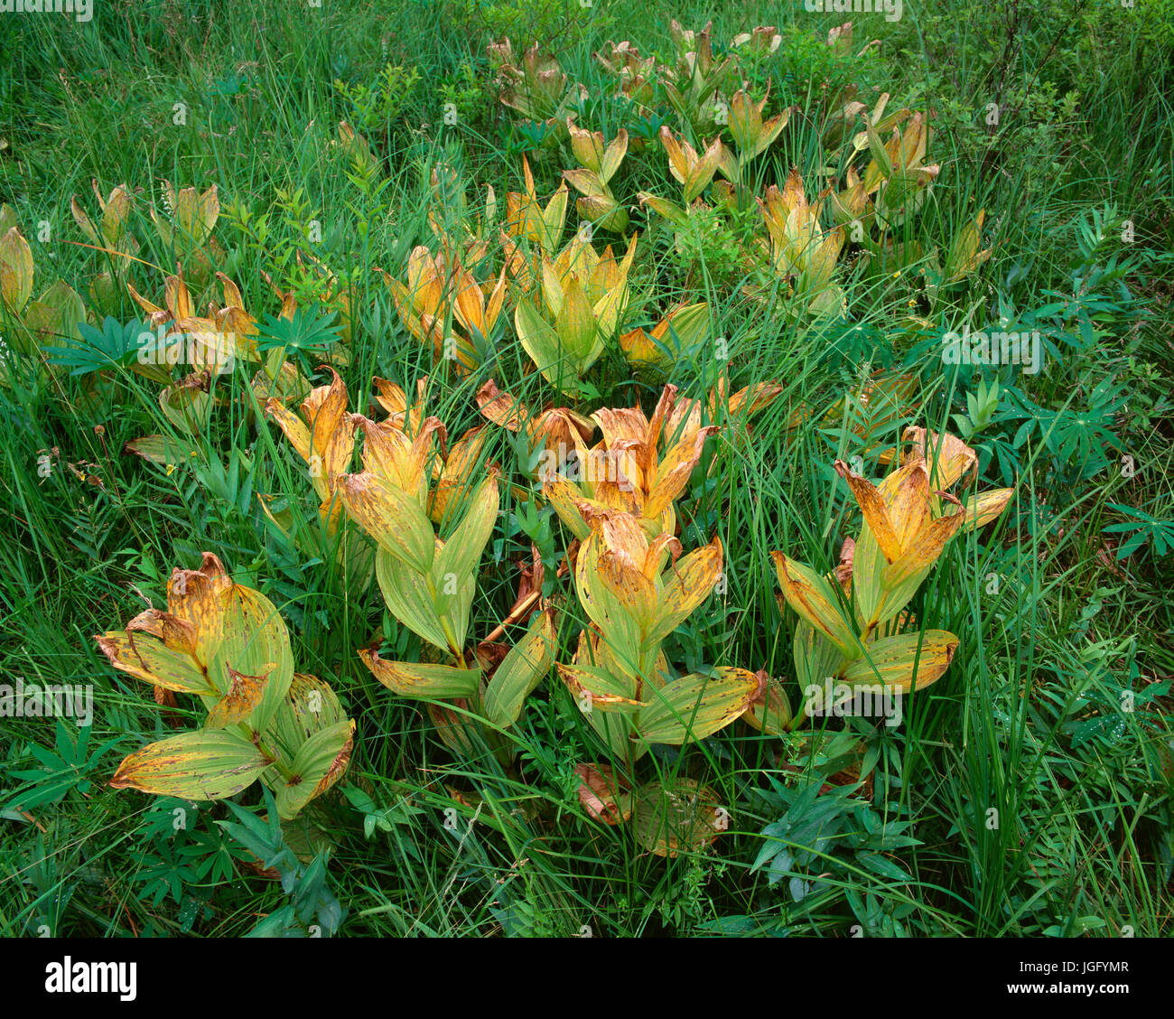 USA, Oregon, Deschutes National Forest, False hellebore or corn lily in ...