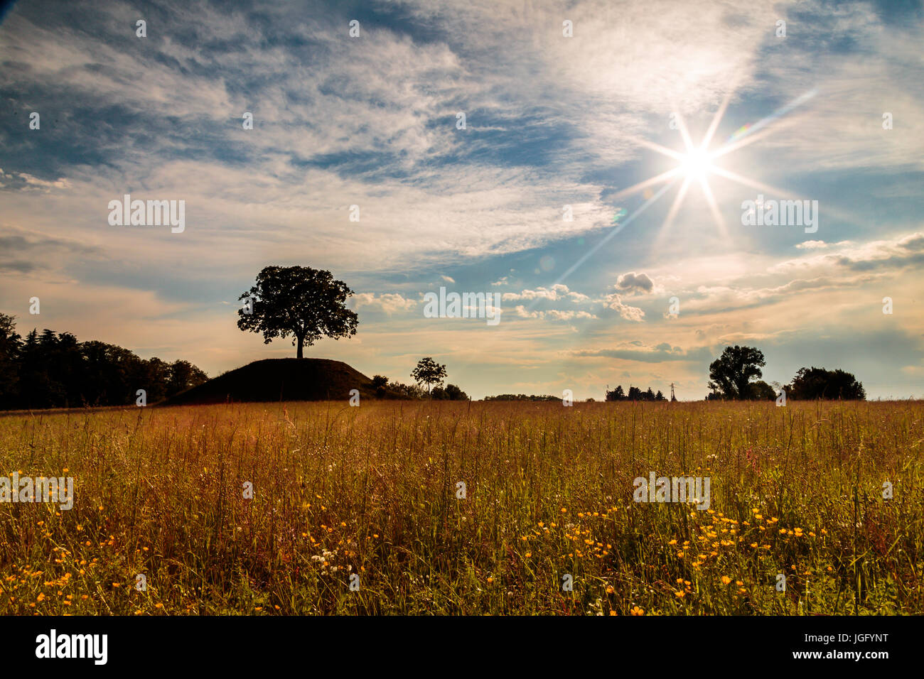 a lonely tree in the italian countryside in a spring afternoon Stock ...