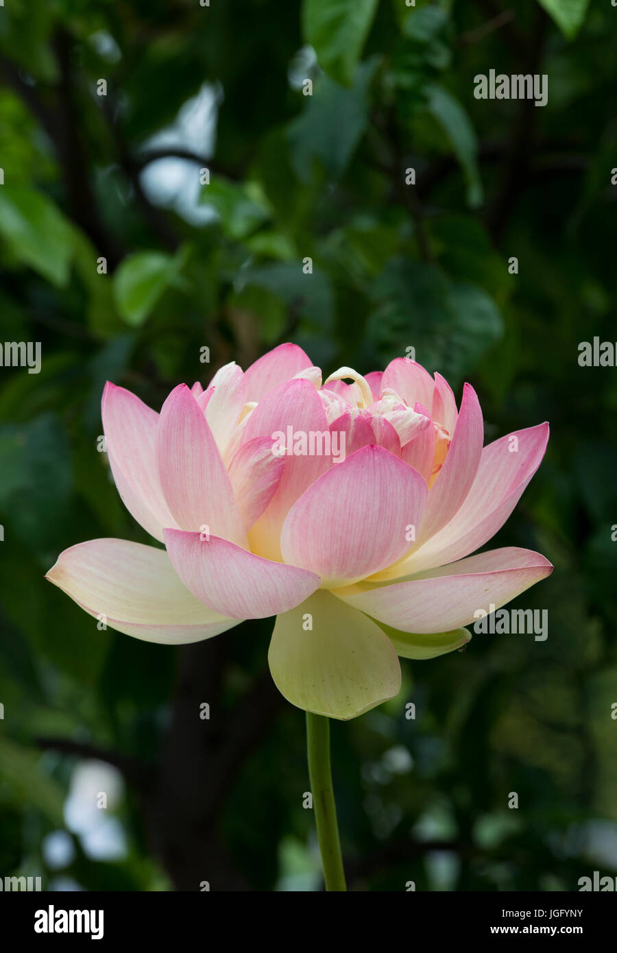 Nelumbo mrs perry slocum hi-res stock photography and images - Alamy