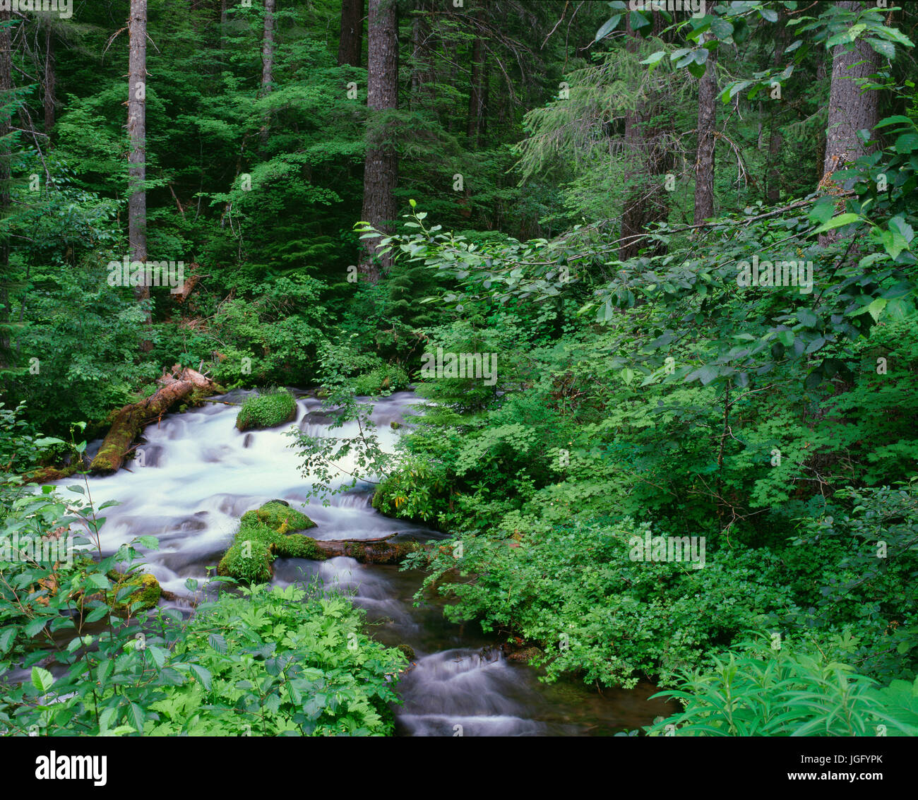 USA, Oregon, Willamette National Forest, Roaring River and surrounding ...