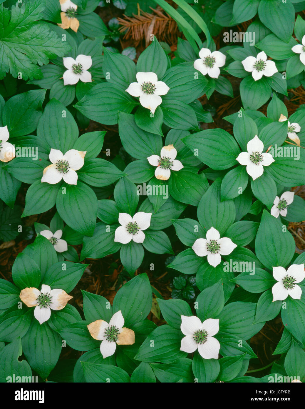 Canadian bunchberry hi-res stock photography and images - Alamy