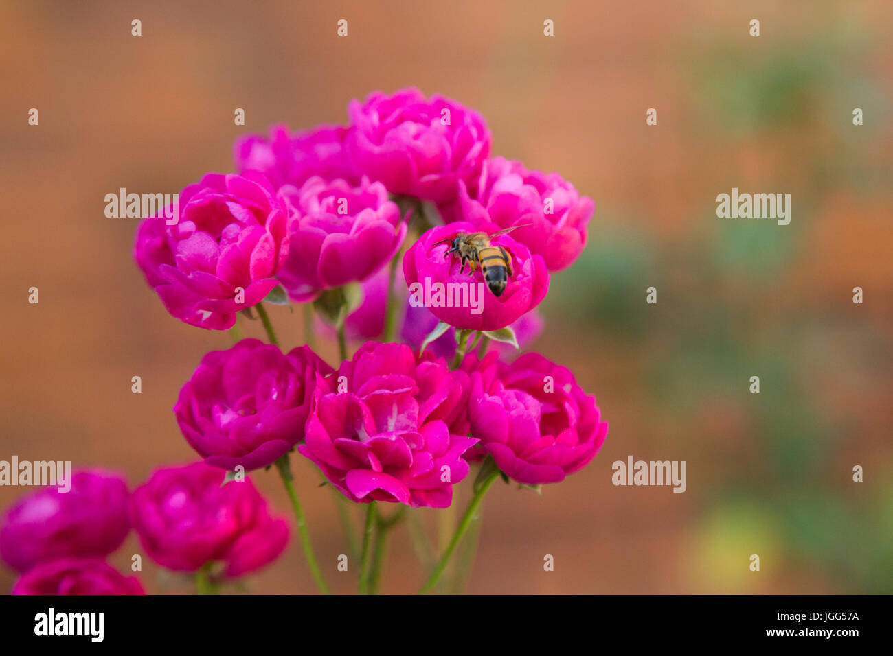 Asuncion, Paraguay. 6th Jul, 2017. Honey bee collects nectar from small ...