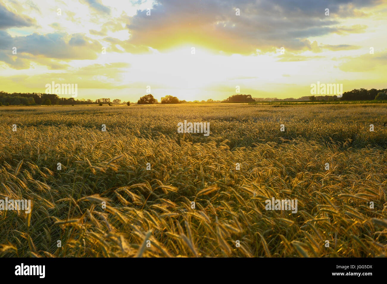 Mazovia, Poland. 06th July, 2017. Poland, Mazovia, 6th July 2017: Rye ...