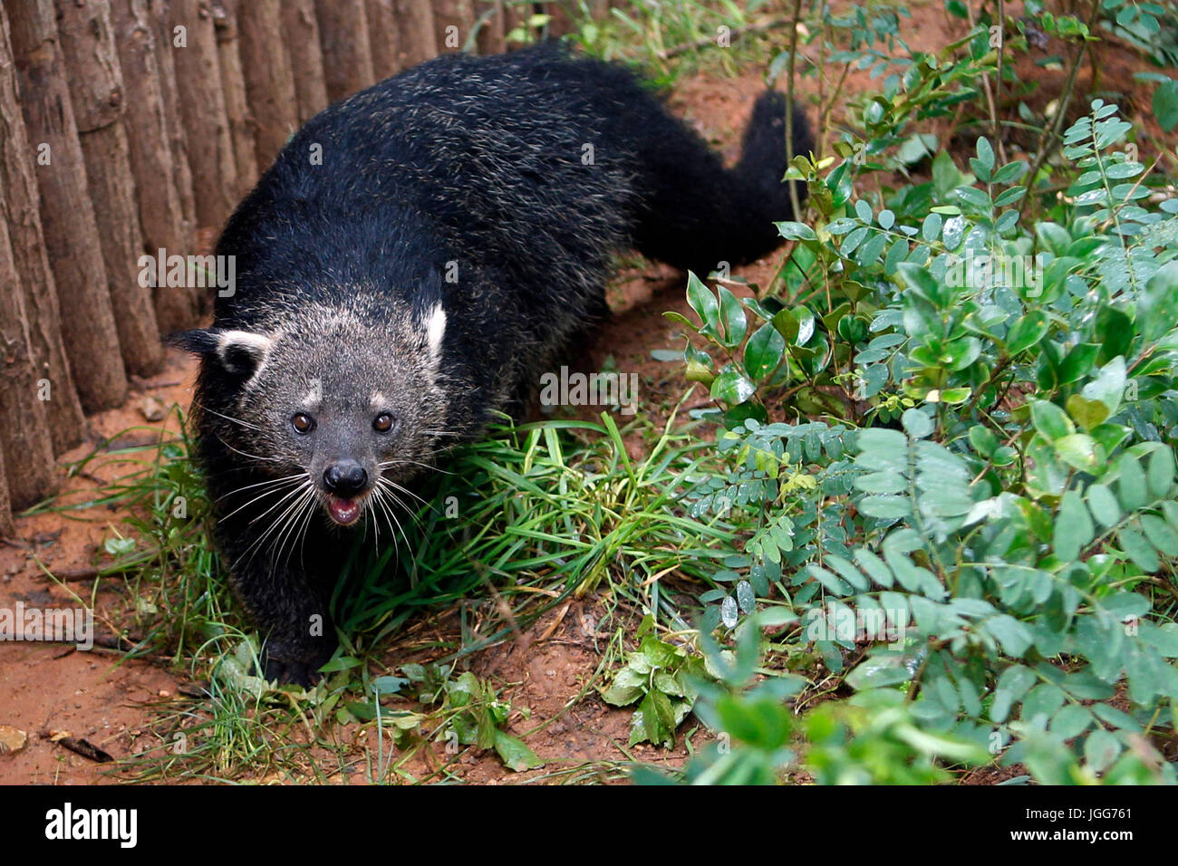 Bearcats hi-res stock photography and images - Alamy