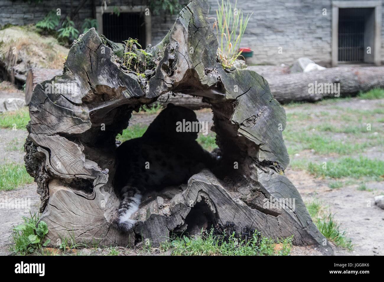 A new pavilion for big cats opens on July 6, 2017 at Krakow ZOO in ...