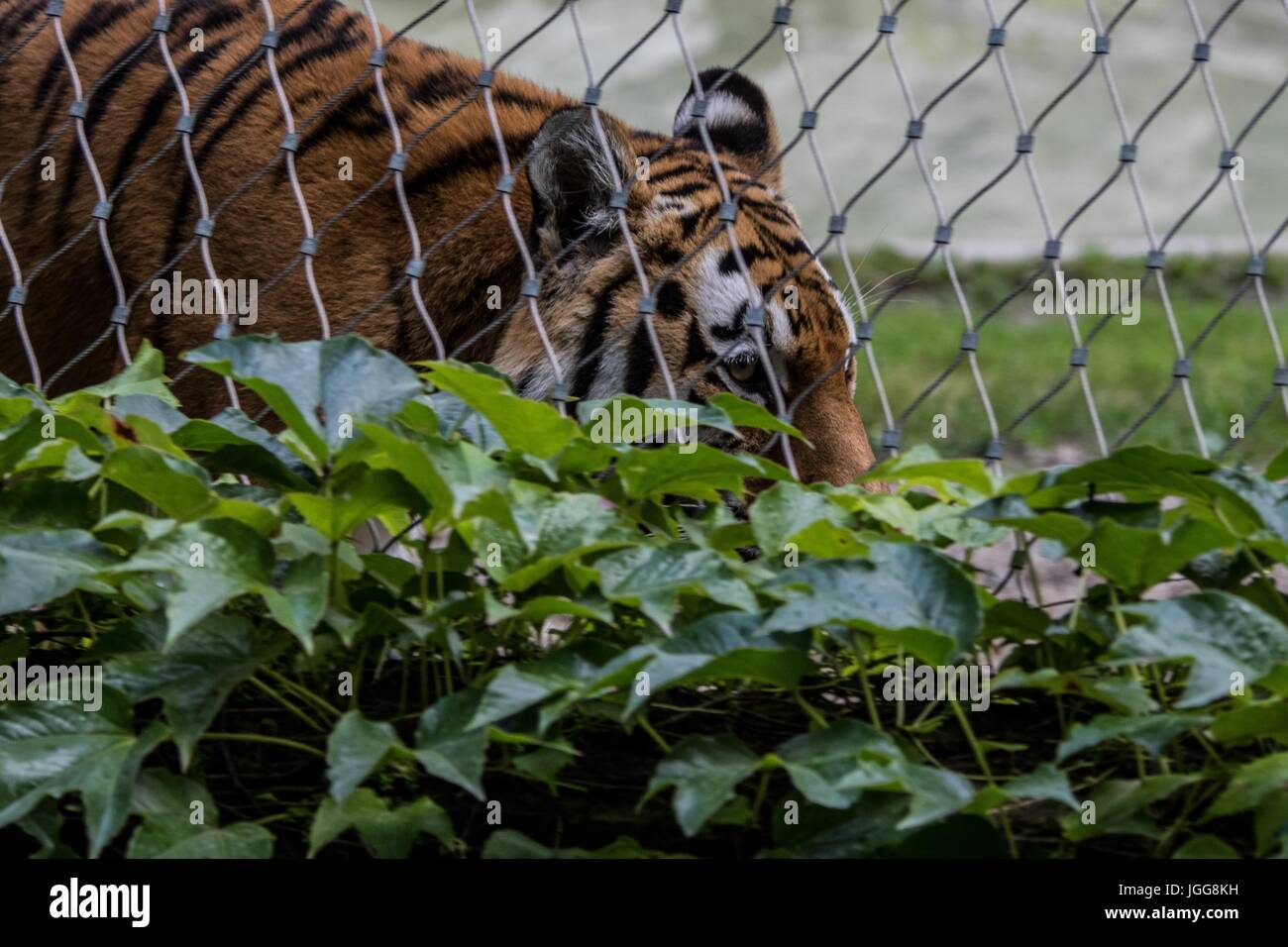 A new pavilion for big cats opens on July 6, 2017 at Krakow ZOO in ...