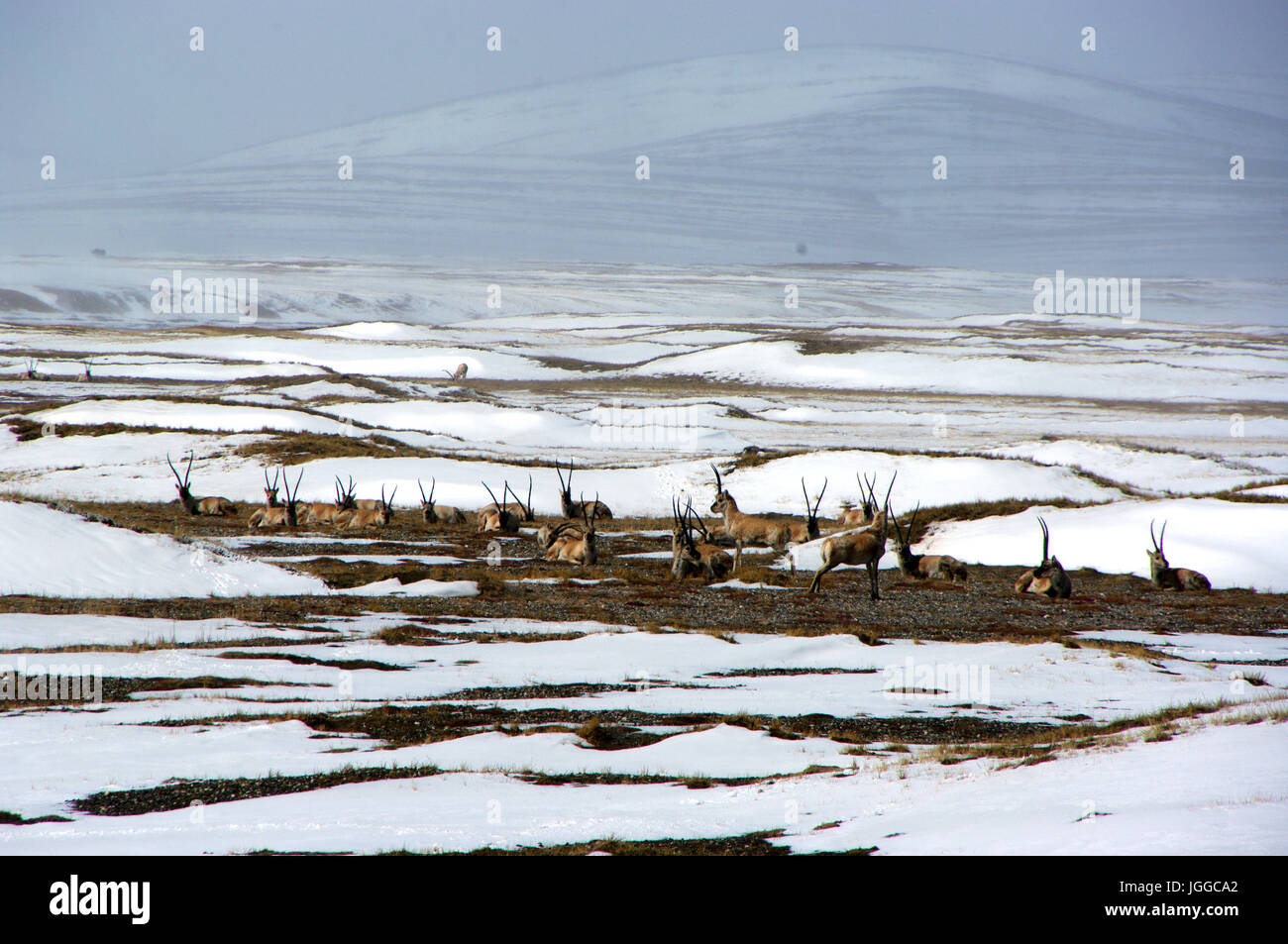 Xining. 7th July, 2017. File photo shows Tibetan antelopes in Hoh Xil ...