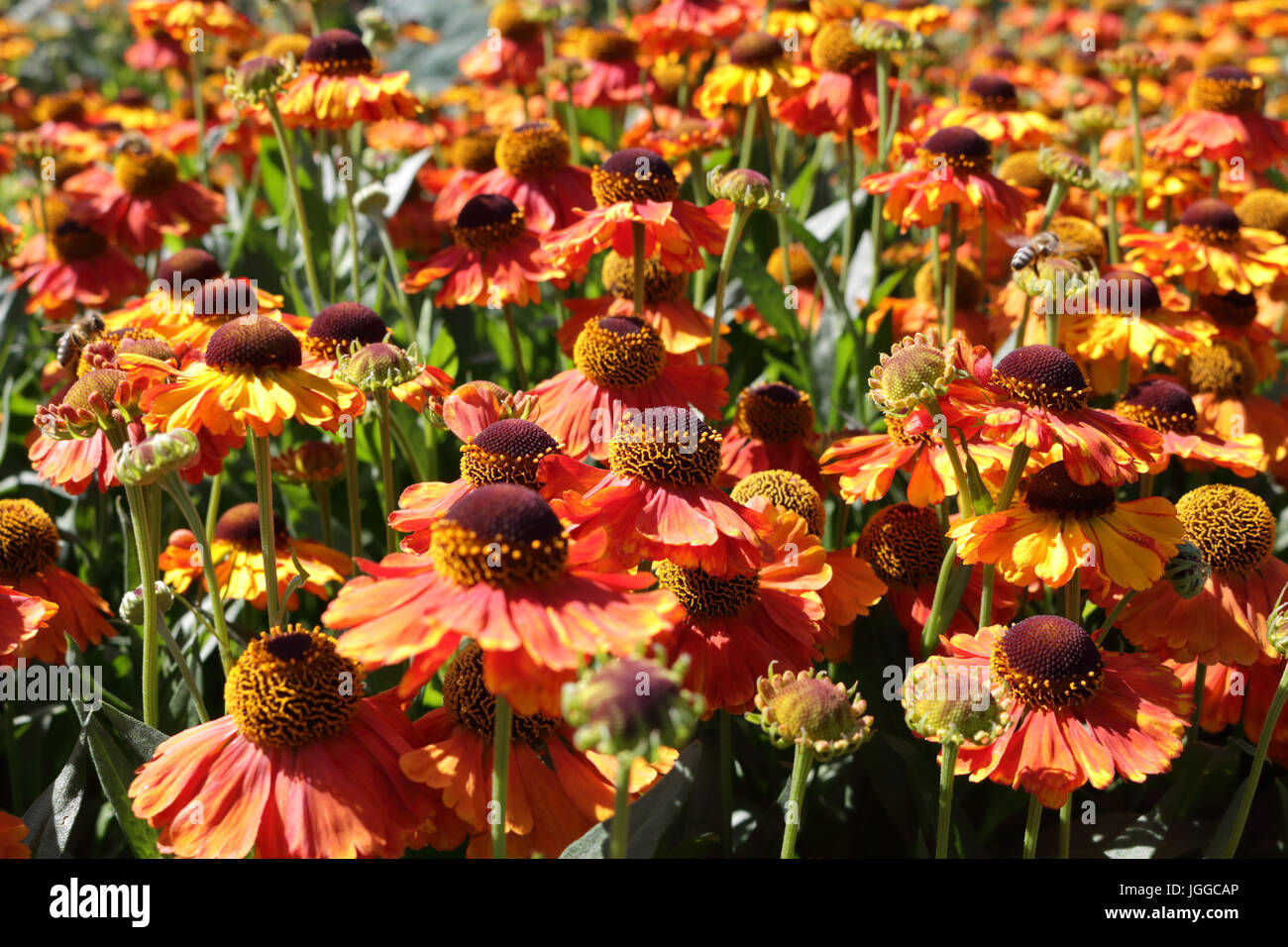 Wisley, Surrey, UK. 7th July 2017. Colourful display of flowers on a ...