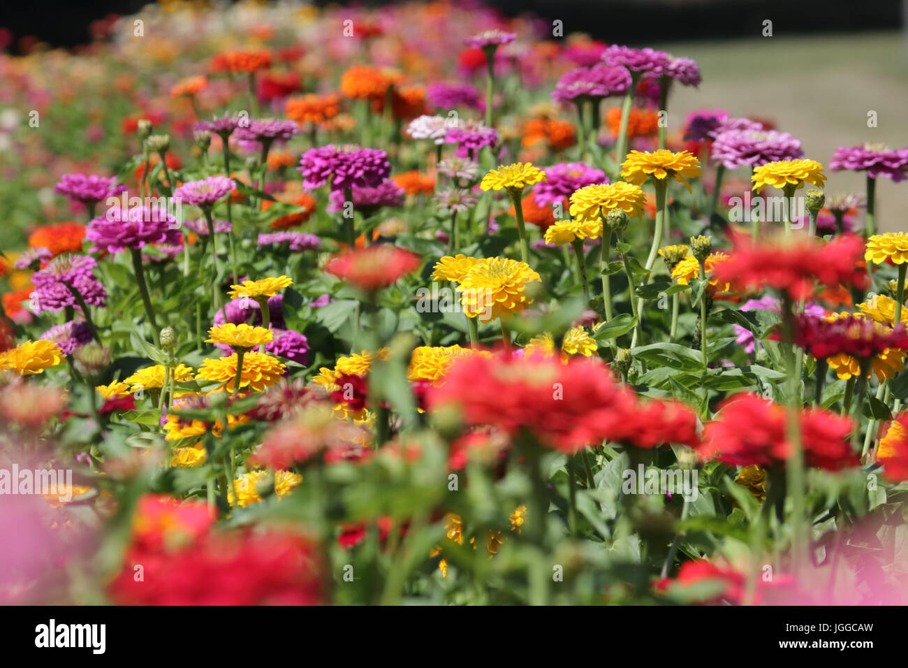 Wisley, Surrey, UK. 7th July 2017. Colourful display of flowers on a ...