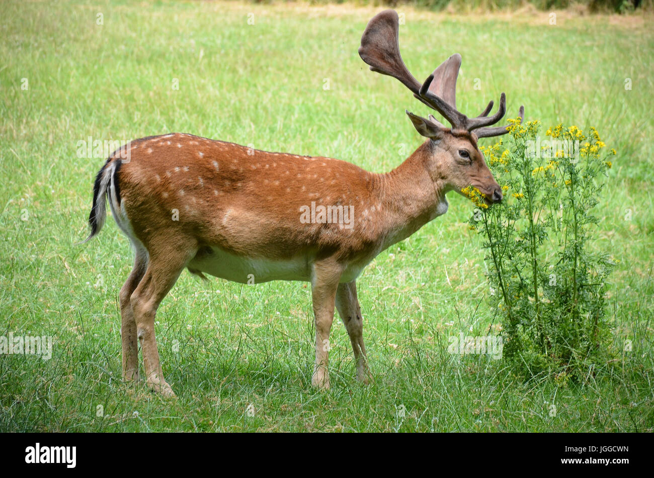 London, UK, 7 July 2017 Fallow deer eating. Enjoying the sunshine in ...