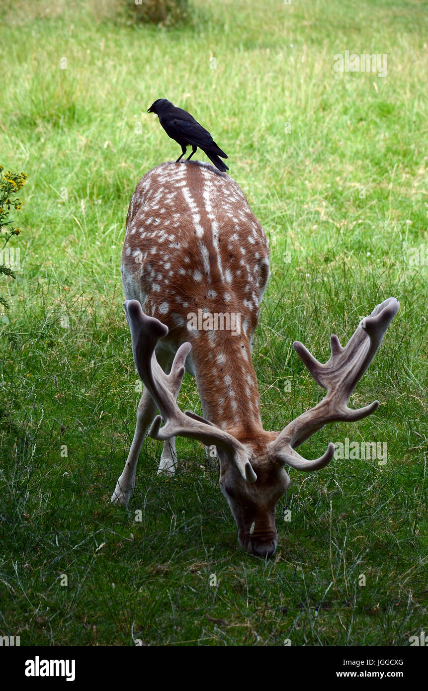 London, UK, 7 July 2017 Fallow deer with black crow. Enjoying the ...