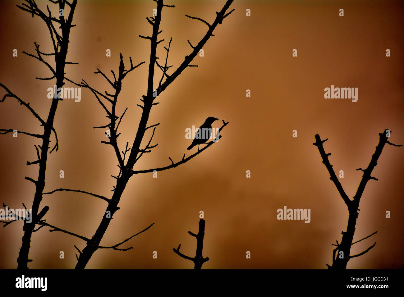 An abstract photo of a bird in a tree Stock Photo - Alamy