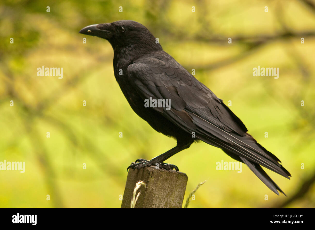 Crow on a fence post Stock Photo - Alamy