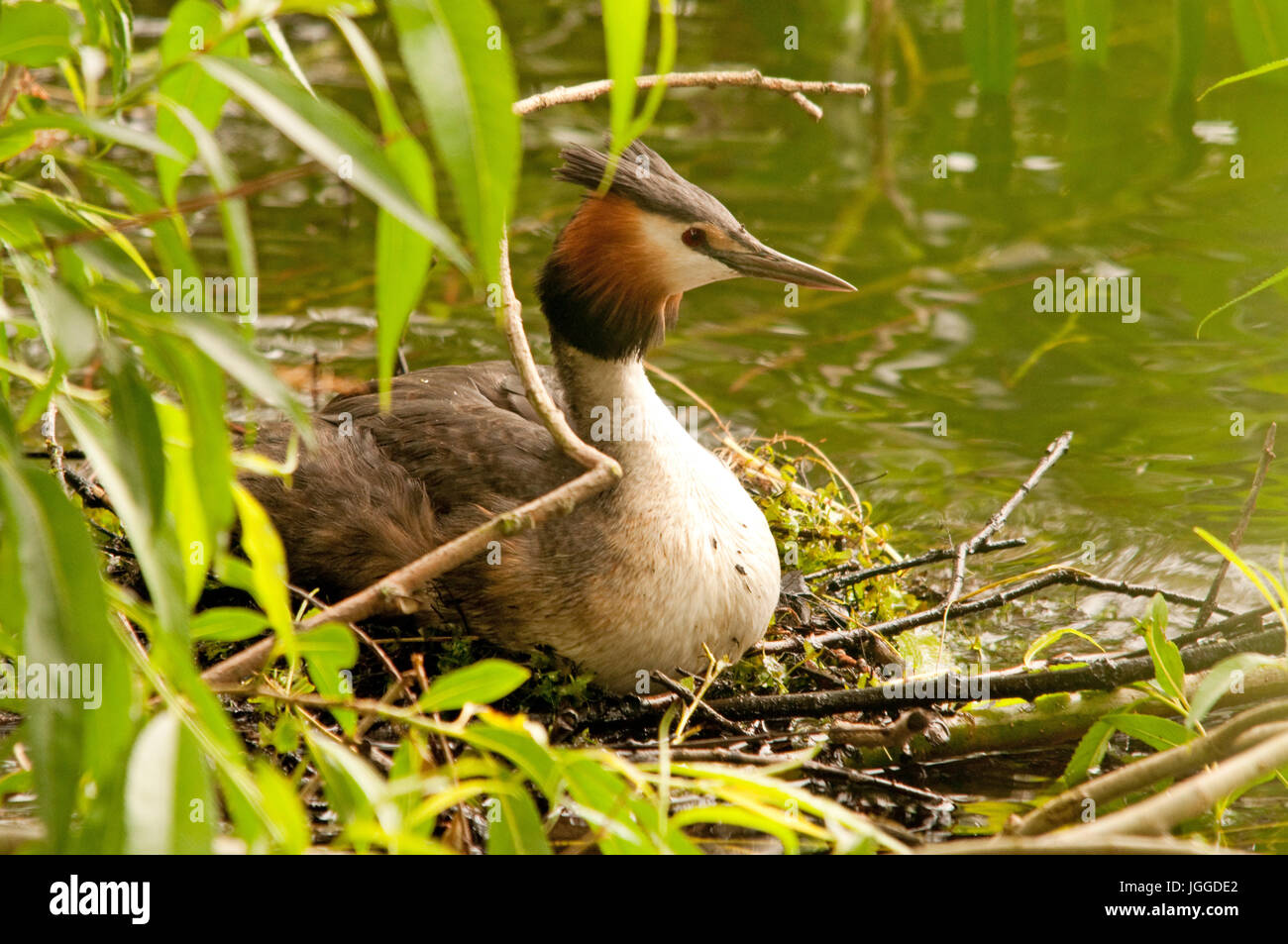 Great Crested Grebe Nest Stock Photo - Alamy