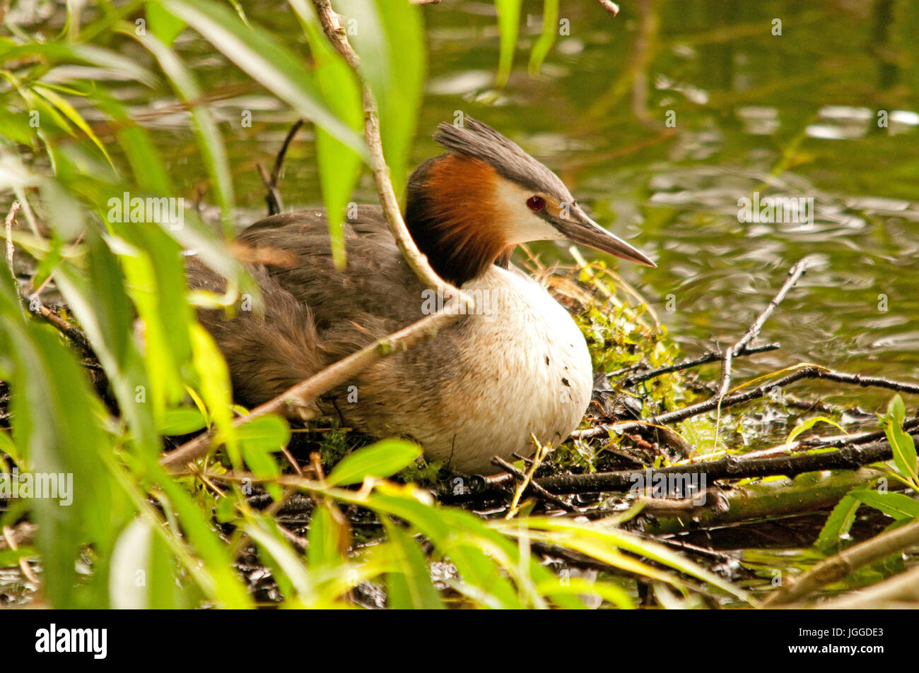 Great Crested Grebe Nest Stock Photo - Alamy