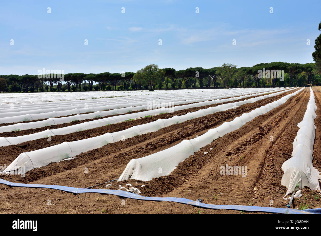 Commercial growing production hi-res stock photography and images - Alamy