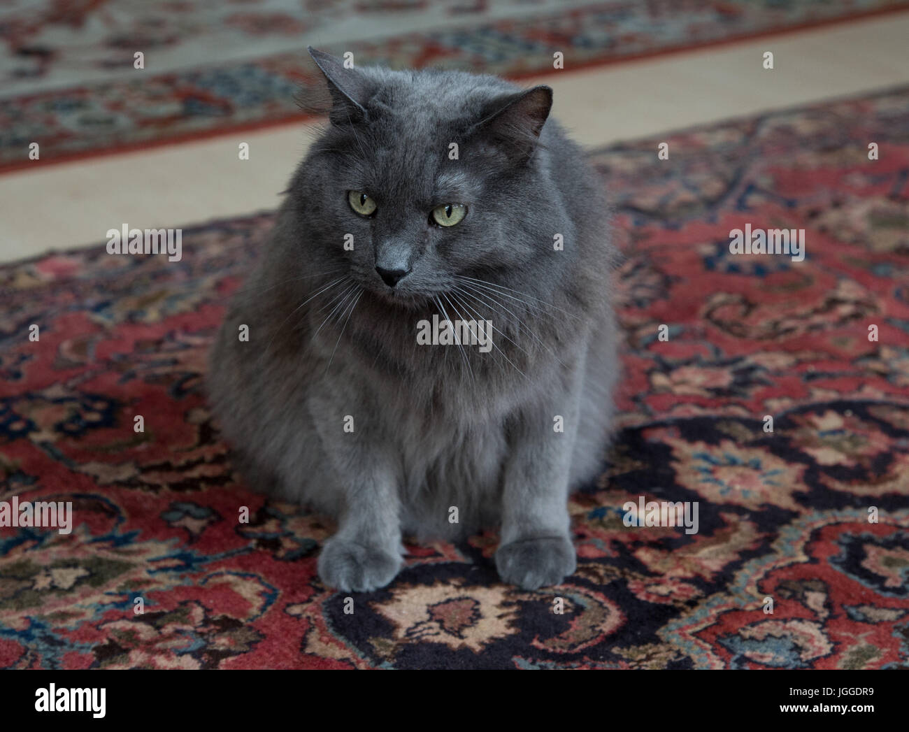 Cat wearing ribbon hi-res stock photography and images - Alamy