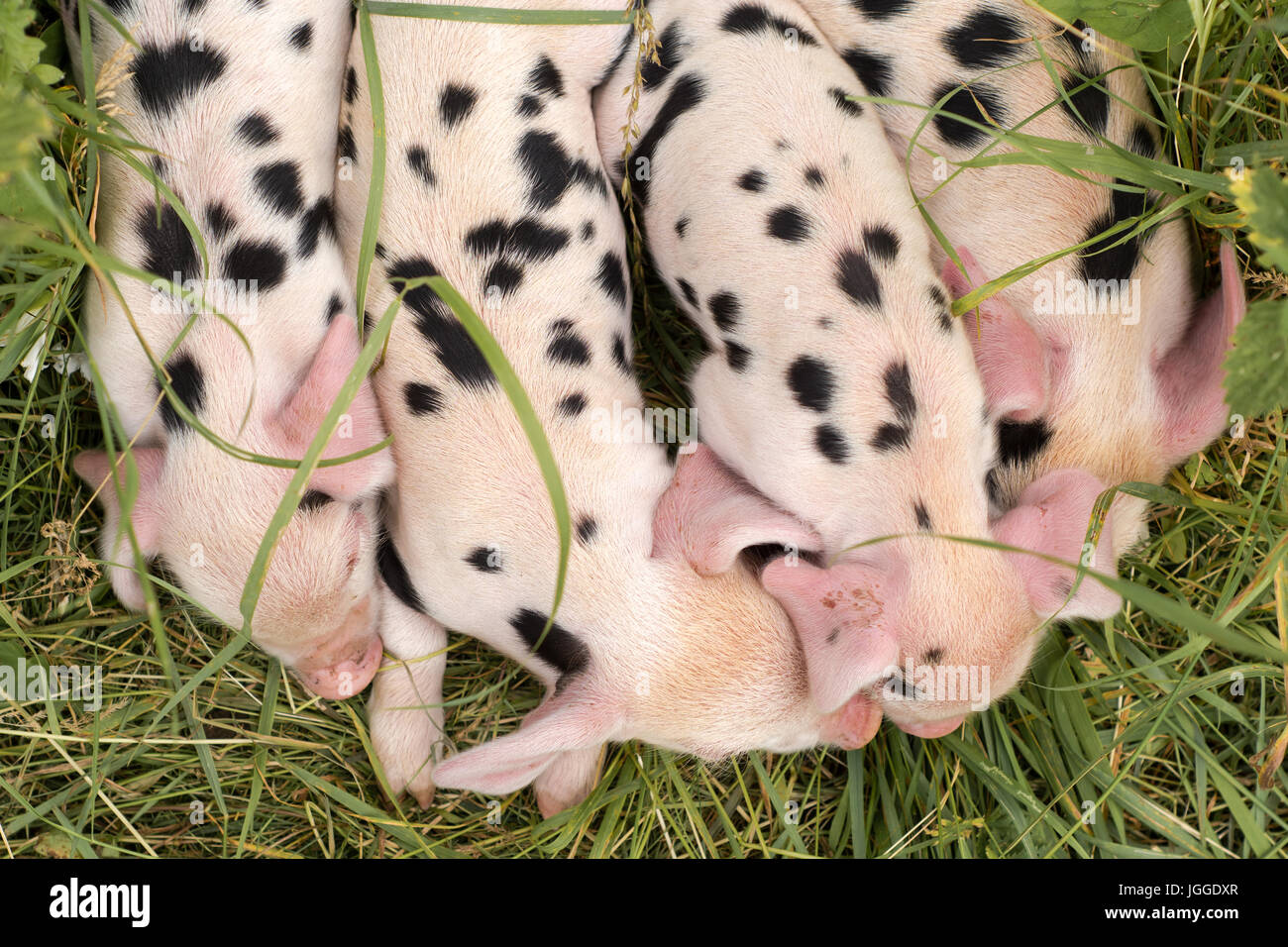 Pink Pigs With Black Spots