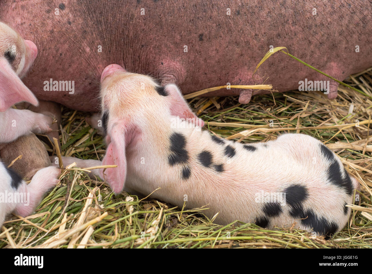 Black nipple hi-res stock photography and images - Alamy