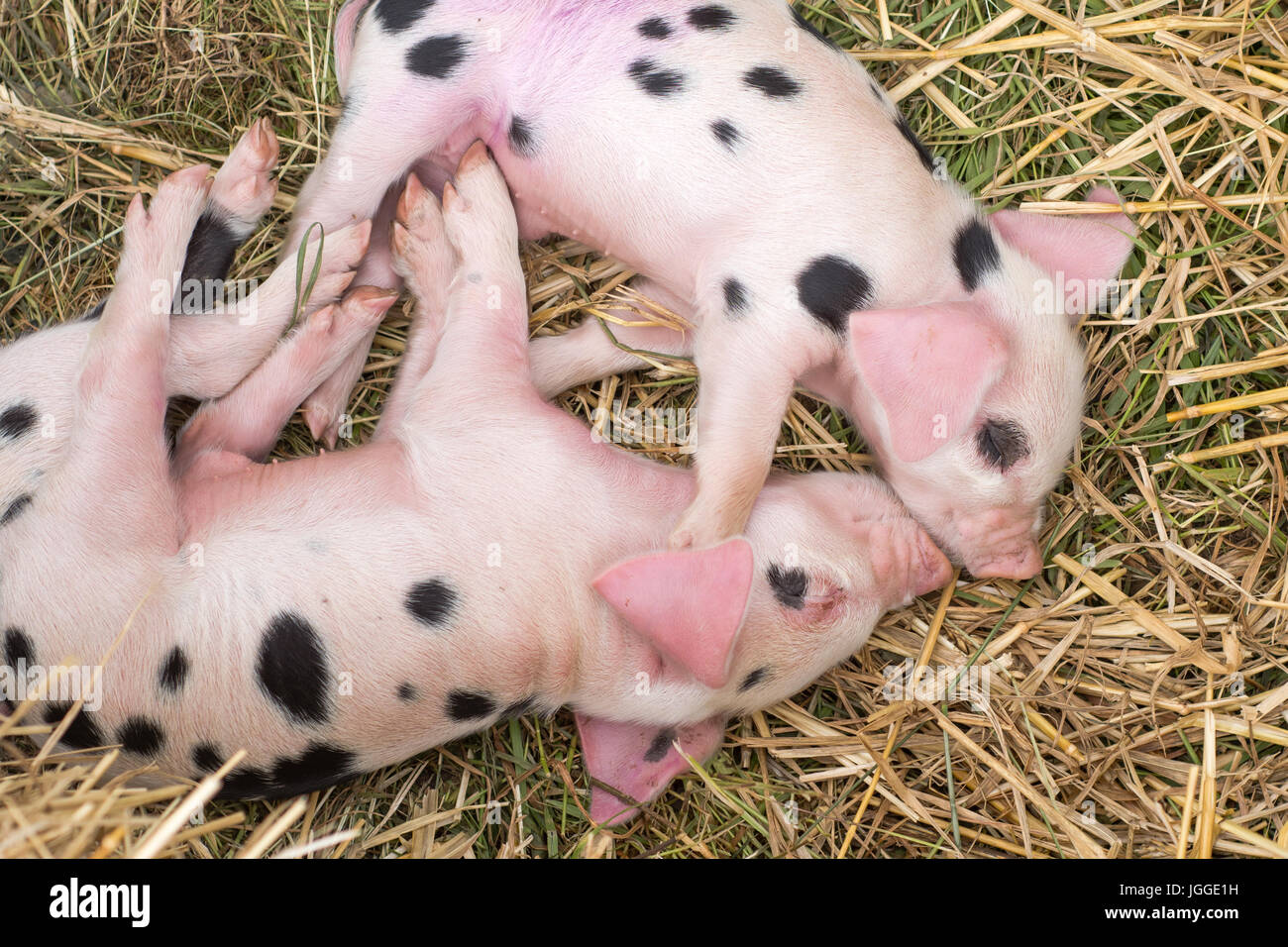 Oxford Sandy and Black piglets from above. Four day old domestic pigs ...