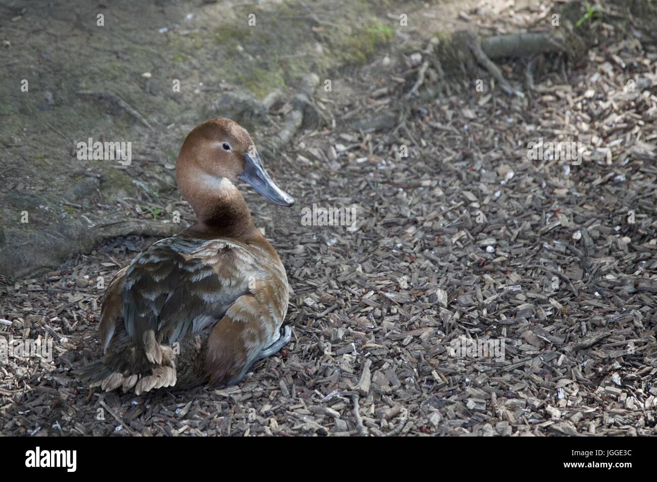 Duck catching some alone time, Barnes Wetland Centre Stock Photo - Alamy