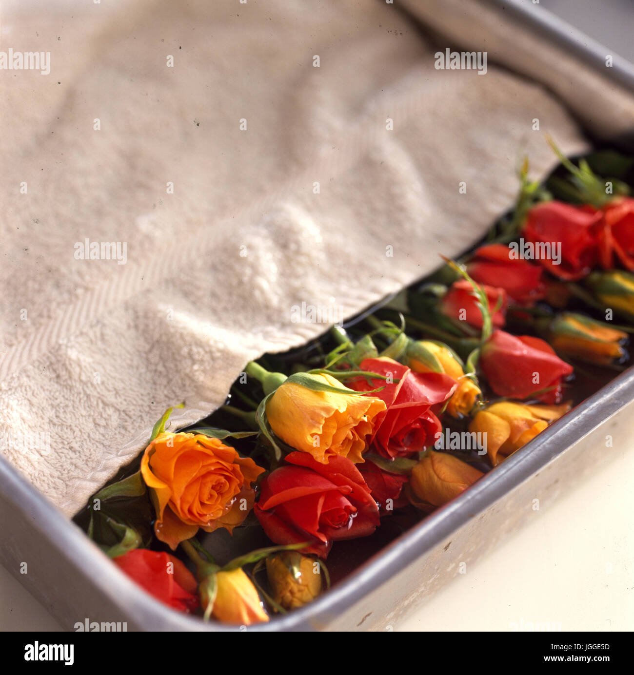 Keep roses fresh hi-res stock photography and images - Alamy