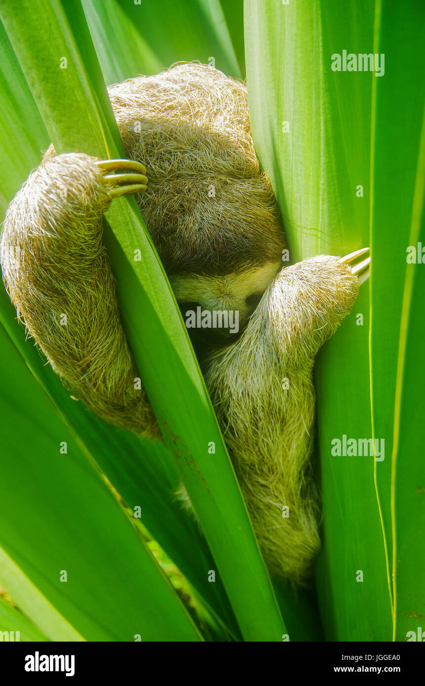 Sleeping young three-toed sloth with green background wildlife image ...