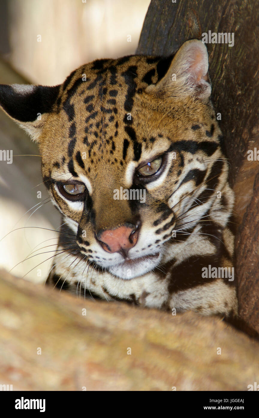 Panama fauna hi-res stock photography and images - Alamy