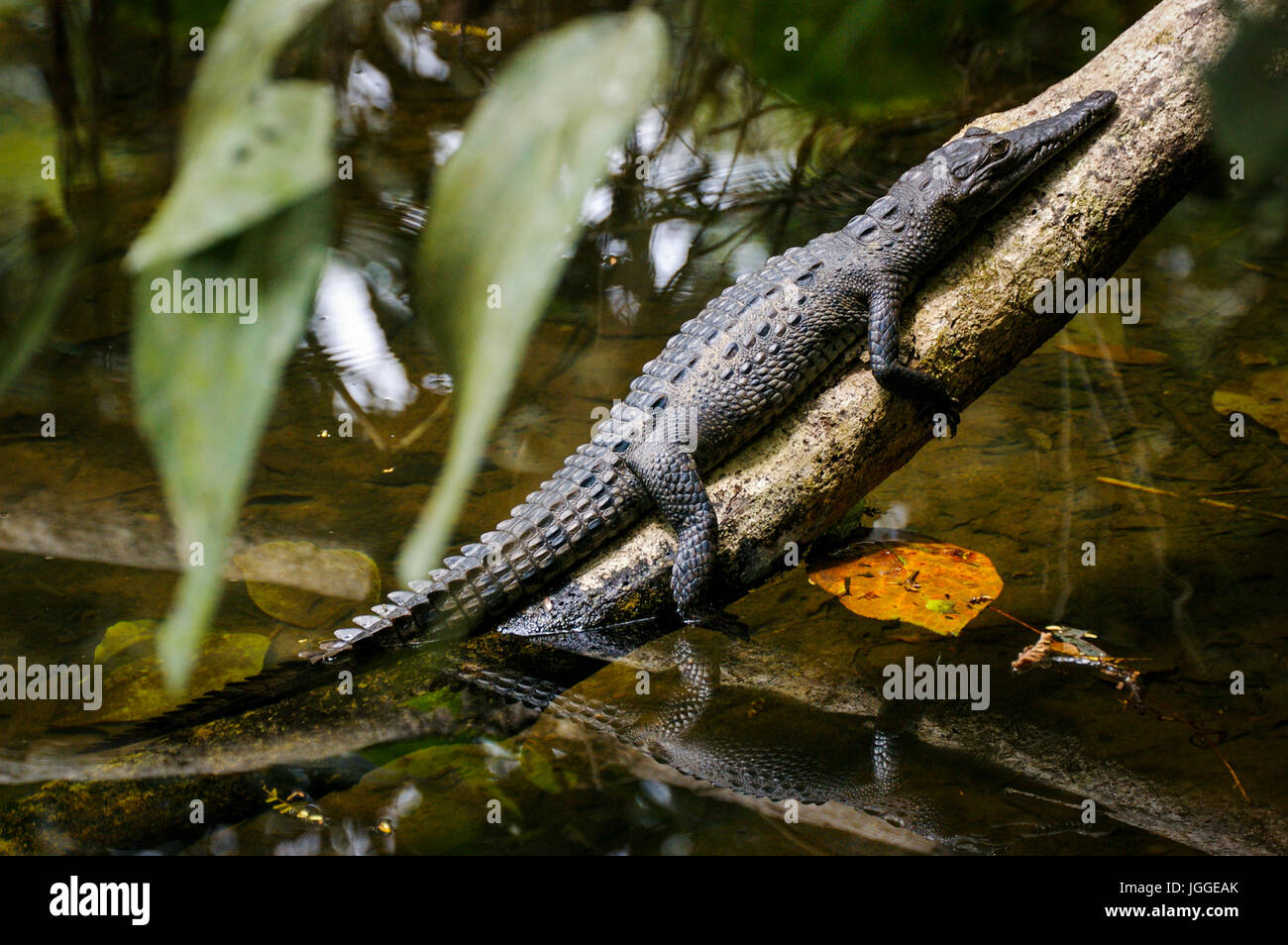 American crocodile sunbathing and taking a siesta on a tree Stock Photo ...